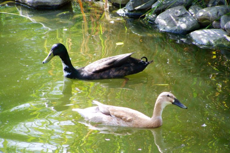 Indian Runner Duck - Breed Profile - Backyard Poultry
